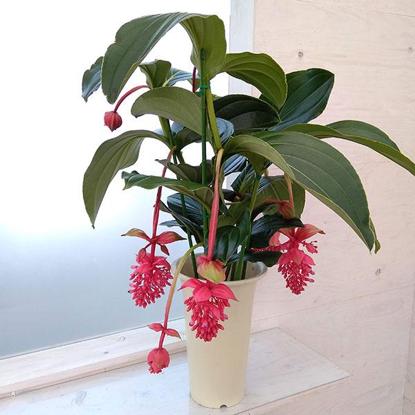 ★入荷から日数が経ったためセール価格となりました。商品の状態は画像と異なる場合があります。★メディニラはフィリピン原産の常緑小低木です。樹の高さは2m前後で分枝が多いです。濃緑色の大きな葉をもち、枝先から房状に大きな花を下垂して咲かせます。...