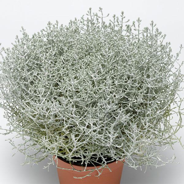 寄せ植えにおすすめのシルバーリーフ カロケファルスは、「クッションブッシュ」や「プラチーナ」などとも呼ばれる、シルバーリーフの細い独特の茎葉が特長のキク科の植物です。ウィンジーは、暑さに強く、コンパクトで分枝が多く、草姿が乱れにくい品種です...