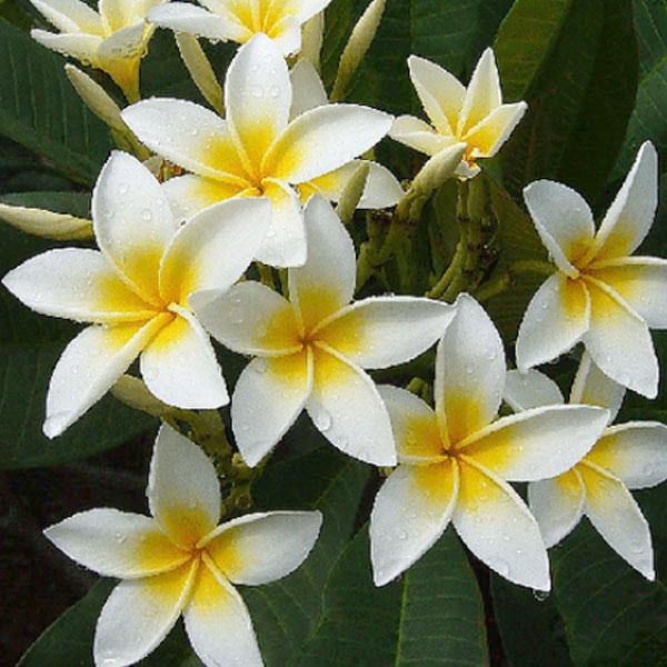 プルメリアスターホワイトは、花びらの根本が鮮やかなイエロー、外側は純白と、さわやかな花色で誰にもで好まれるプルメリアです。ハワイが似合う花色でジャスミンに似たフローラルの香り。※詳しい商品説明は下のほうに記載があります