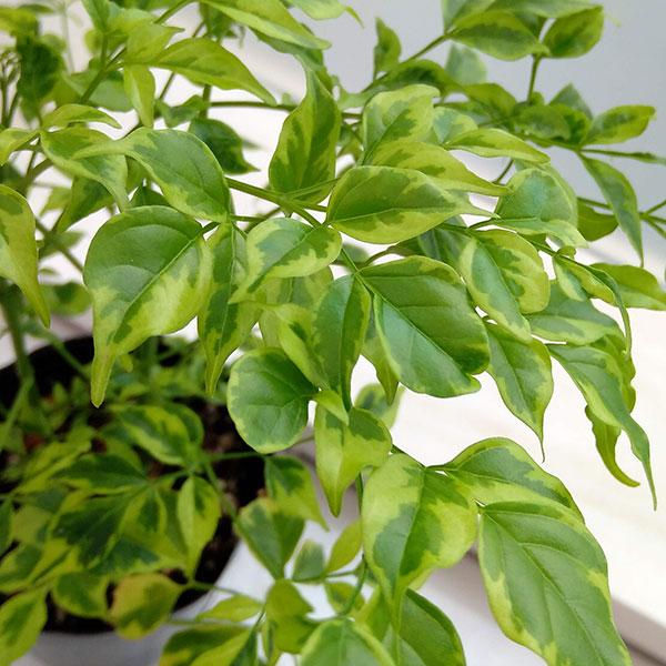 ステレオスペルマムはつやのある葉が美しく、丈夫な観葉植物です。レモンライムはその斑入り品種。つやのある葉にクリーム色の斑が入り、とても涼しげな風情。インテリアに飾ってお楽しみください。観葉植物の中では比較的耐寒性があるので、初心者の方にも育...