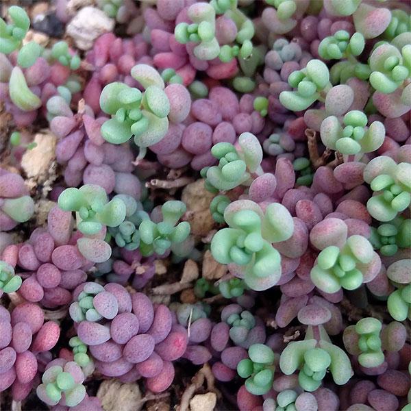 乾燥に強い多肉植物の仲間です。ヨーロッパでは庭園での利用が盛んで、セダムだけで構成するタペストリーガーデンなどもあります。葉の形や色のバリエーションも豊富で、乾燥する場所のグランドカバーに最適です。また、鉢植えにしても葉が鉢を覆うように伸び...