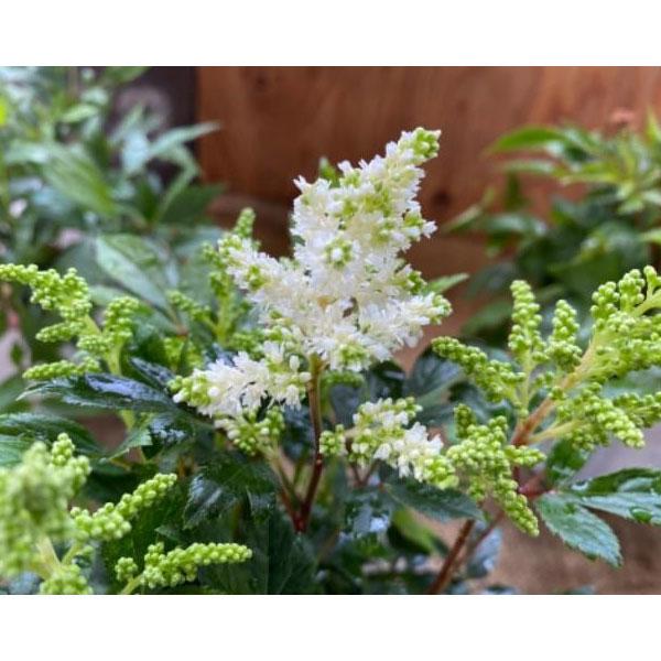 花壇やボーダーにぴったりの花、アスチルベ。鮮やかな色の花がふくふくと穂状に咲き、初夏お庭を明るく演出してくれます。少し日陰になる花壇、樹木の間に最適です。アスタリーシリーズは花付きの良い品種。草丈が低くコンパクトなので、鉢植え、寄せ植えに向...