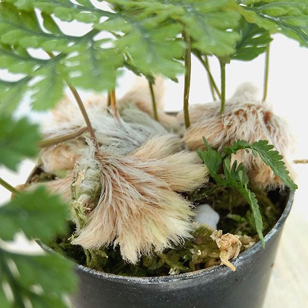 日本の伝統園芸植物。常緑性のシノブ、トキワシノブの石化性です。根茎の様子から、猫足、猫の手などの愛称でも呼ばれます。普通は八方に伸びる根茎が、石化という突然変異により成長点が複数になり細かく分岐したものです。鉢植えでお楽しみください。※詳し...