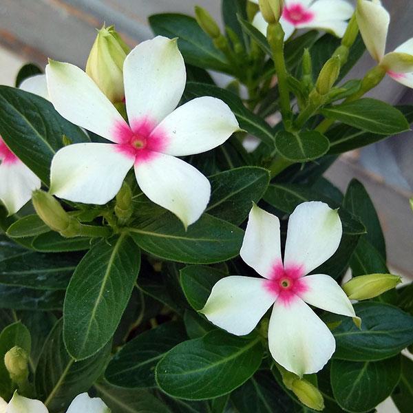 北島園芸さんのオリジナルビンカです。花色や花形のバラエティ豊かなシリーズ。毎年新品種も登場する大人気のニチニチソウです。※詳しい商品説明は下のほうに記載があります