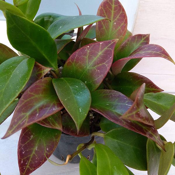 サクラランとも呼ばれるホヤは、葉が肉厚のつる性の植物で、条件が整うと小さな星型の香り良い花を咲かせます。オブスクラは流通量の少ない品種。濃い緑の卵型の葉にくっきりと葉脈が入り、日当たりのよい場所で管理すると11月〜3月は葉が赤橙色に紅葉しま...
