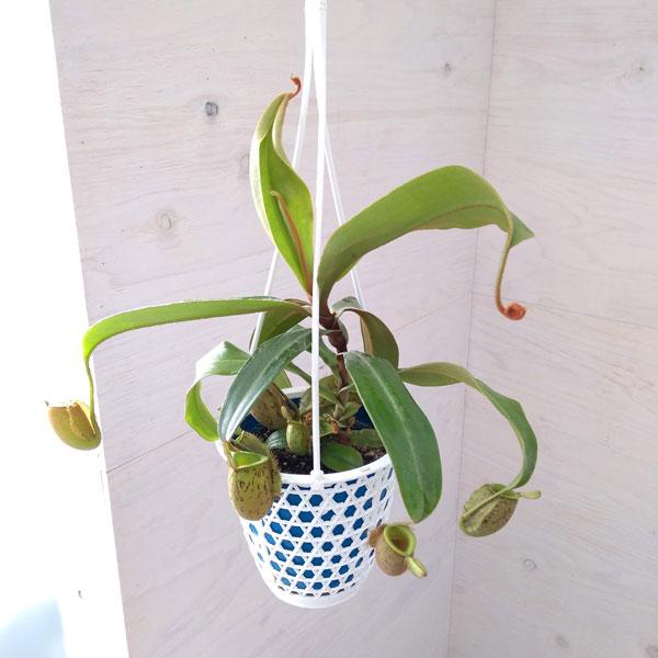 ネペンテスは捕虫袋をもつ人気の食虫植物です。捕虫袋に入った昆虫は、分泌される消化液によって養分が吸収されます。アンプラリアはツボウツボカズラとも呼ばれ、丸みのある小さな捕虫袋が特徴。鉢植えで栽培すると、たくさんの捕虫袋を地表に敷き詰めるよう...