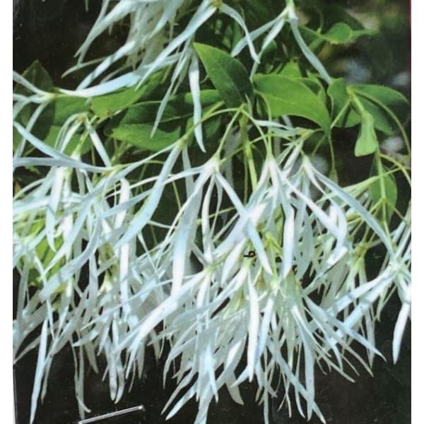 アメリカヒトツバタゴは北米分布のモクセイ科の落葉低木または高木。東アジアや国内に分布するヒトツバタゴに比べ、樹高がやや小ぶりで比較的若木のうちから花を咲かせます。5月頃に全樹を覆うように白いデリケートな花を咲かせ、花にはかすかな芳香があり、...