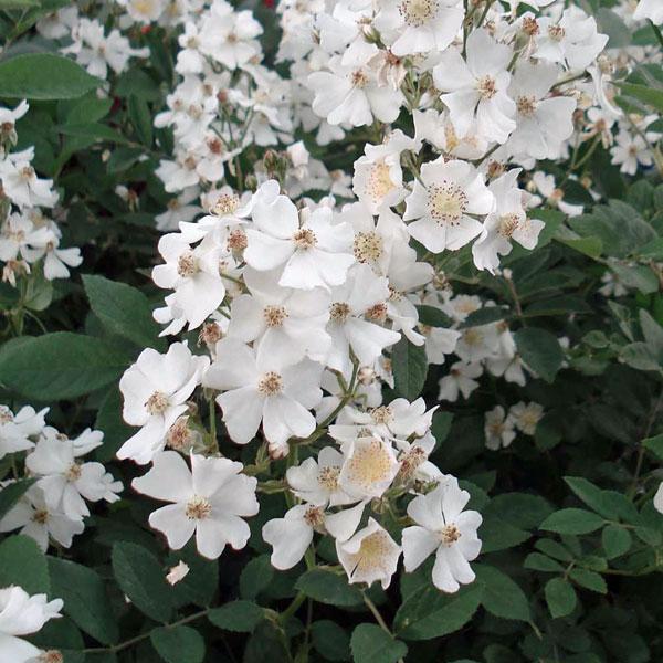 ノイバラの選抜品種、ムリティフローラＭ１８の1年苗です。春咲きでとても強健です。とげが無いので管理しやすく、病気にも強いので無農薬栽培も可能です。1年目ではまだ花や実がつきませんが、2〜3年目から花を咲かせ、そのあとできる赤い実をローズヒッ...