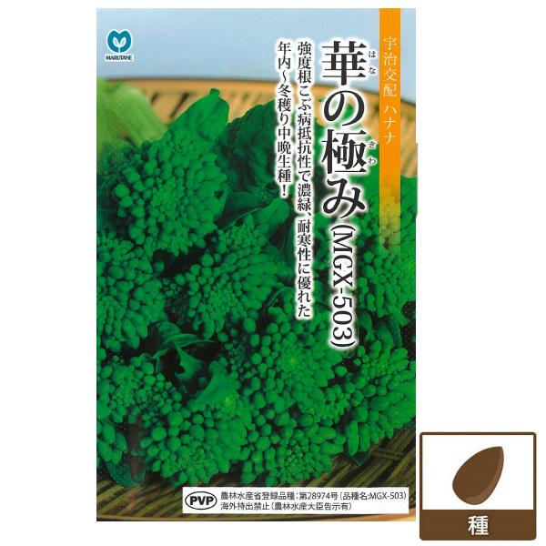 種　タネ　★有効期限切れのため特価・若干発芽率は落ちますが利用可能です★強度根こぶ病抵抗性で濃緑、耐寒性に優れた年内〜冬どり中晩生種の菜の花です。国立研究開発法人「農業・食品産業技術総合研究機構（農研機構）」と千葉県、丸種株式会社の三者共同...