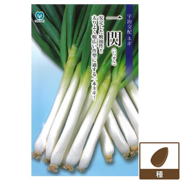 種　タネ　★有効期限切れのため特価・若干発芽率は落ちますが利用可能です★極晩抽性の品種で耐暑性、耐寒性にも強く、春どり、夏秋どり、冬どりと幅広い作型に適する一本ネギです。※詳しい商品説明は下のほうに記載があります