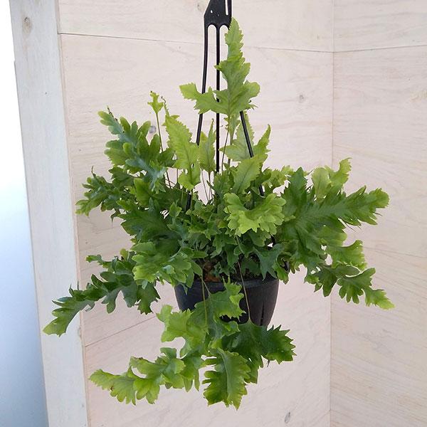 ほんのりシルバーがかった青緑色のシダ植物。ウェーブのある葉はとても美しく、見ごたえのある観葉植物です。半日陰でやや湿り気のある環境を好みます。また、直射日光には当てないようにしましょう。※詳しい商品説明は下のほうに記載があります