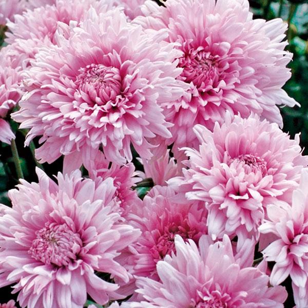 そのまま植えるだけで楽しめる手間なし菊。摘芯済みの大株を1つのポットに3本植えにした菊苗です。そのまま植えるだけで手間をかけなくても開花時期にはきれいな花が楽しめます。花壇や切り花にとても便利です。※詳しい商品説明は下のほうに記載があります