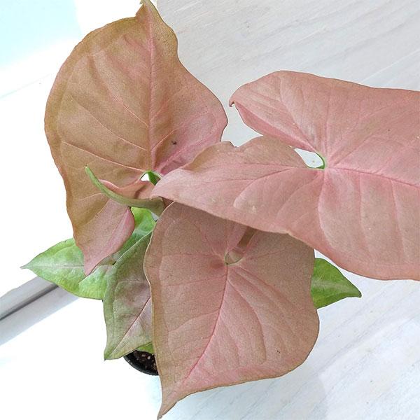 シンゴニウムは熱帯アメリカ原産の半つる性の観葉植物。幼苗のうちは株もとで葉が茂りますが、株に勢いが出てくると盛んにつるを伸ばします。ネオンはピンク系の葉が美しい品種です。湿度が高い環境を好みます。※詳しい商品説明は下のほうに記載があります