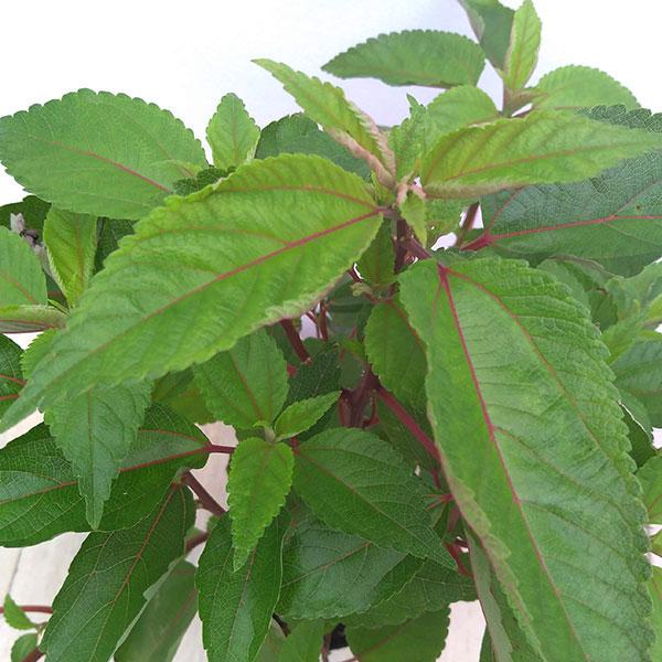 聖なるハーブ ハワイアン ハーブティーに ハワイ国有の聖なる植物「ママキ」の葉から抽出されるお茶は、ママキ茶と呼ばれ、多くの抗酸化物質や豊富なミネラル成分が含まれていると言われています。日本でもハワイから輸入された茶葉やペットボトル入りのお...