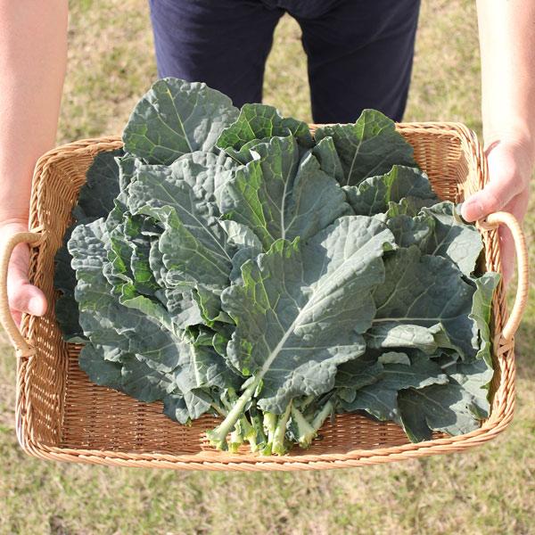 【発売日：2026年09月24日】野菜苗 健康に良いだけではない、美味しさを兼ね備えた新ケール。苦味なく、繊維が柔らかいのでほうれん草のように気軽に食べられる品種です。※詳しい商品説明は下のほうに記載があります