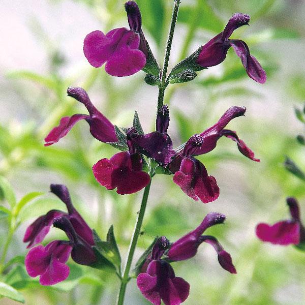 ビロードのような深い紫色の花を咲かせるお洒落なチェリーセージです。暑さ、寒さに強い多年草なので、花壇に植えれば手間がかかりません。開花期間が長く、夏の宿根草ガーデンにおすすめです。※詳しい商品説明は下のほうに記載があります
