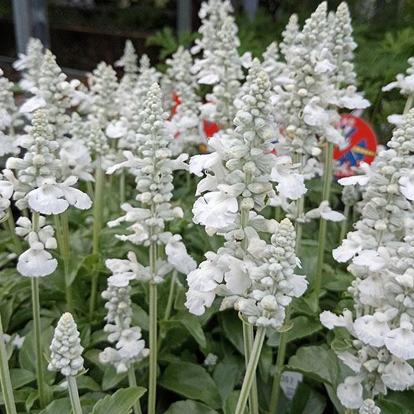 サリーファンはボリューム満点でとても目を引くサルビアです。ガーデンパフォーマンスに優れており、開花期も長い人気品種です。花壇、鉢植えどちらでも素晴らしい花を咲かせます。鉢植えでもこんもりと美しい花を咲かせ、高さも出やすいため、寄せ植えの中央...