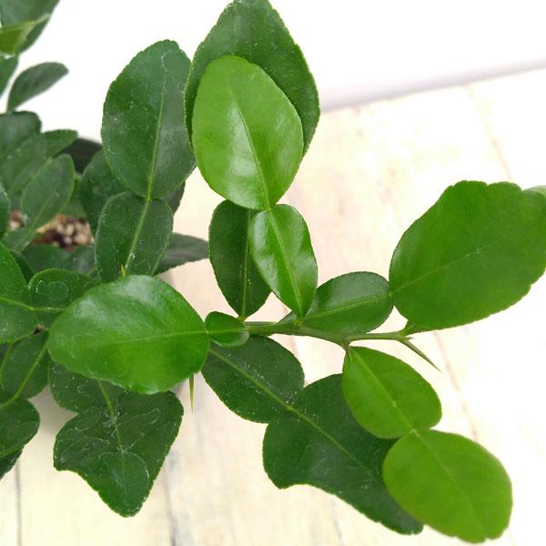 トムヤンクンなどタイ料理に コブミカンはアジアンハーブの代表種、別名バイマックルです。実がコブだらけになることから名付けられました。トムヤンクンはもちろん、カレーやスープにかかせない一品です。トムヤンクンに葉を2枚程入れると、まさに本場の味...