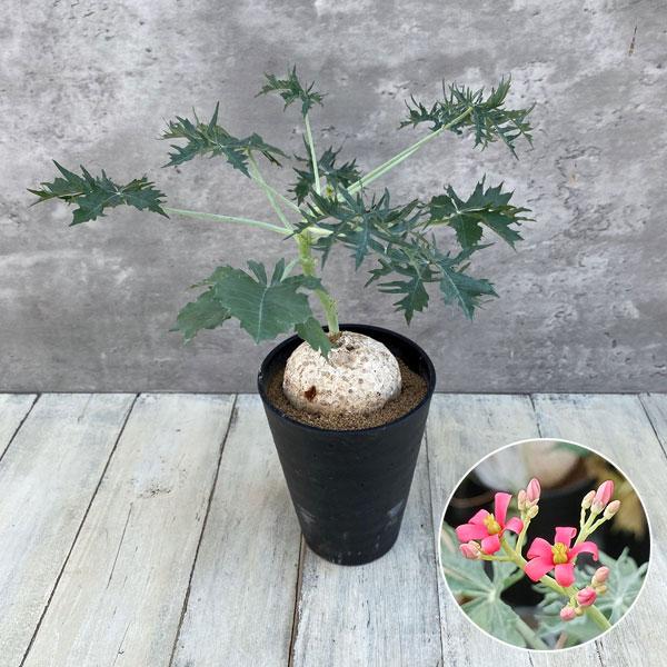 ぷっくりトックリがかわいらしいコーデックス、ニシキサンゴが入荷しました！ヤトロファ（サンゴアブラギリ）は幹がトックリ状になる面白いコーデックスです。 挿し木ではトックリ状になりにくいので、一般的には種から栽培されます。幹の上に葉を広げ、初夏...