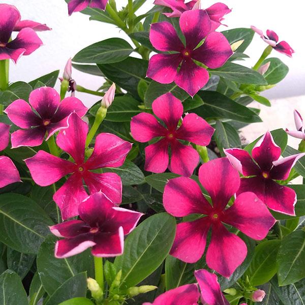濃いピンク色の花びらが特徴で中心はさらに濃いピンク色が入る印象的な花色です。個体により多少ではあるが色にバラつきがある品種。※詳しい商品説明は下のほうに記載があります