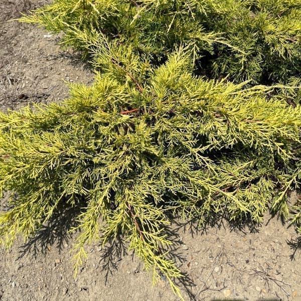 アメリカハイビャクシン ★入荷から日数が経ったためセール価格となりました。商品の状態は画像と異なる場合があります。★セイブロックゴールドは這性の低木で、柔らかなテクスチャーの葉は美しい黄金色です。特に新葉が美しく、グランドカバーや寄せ植え、...