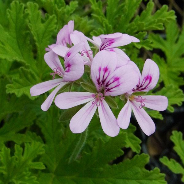 ニオイゼラニウムは香りを楽しむハーブ・センテッドゼラニウムの仲間です。南アフリカ原産の多年草で、交配により多くの品種が作り出されています。葉には良い香りがあり、愛らしい花も楽しめ、ガーデニングにおすすめです。香りは品種によりさまざま。乾燥葉...