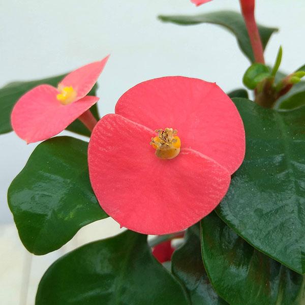 レッドスマイルはトゲがないのでチクチクしない画期的な花キリン。丸くて赤い可愛い花が、春から秋までずっと咲き続けます。乾燥にも強く病気や虫も付きにくい育てやすい植物です。栽培に手間がかかりません。鉢植えにぴったりです。※お届けのタイミングによ...