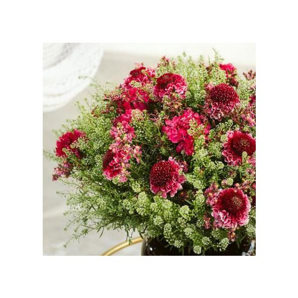 ★入荷から日数が経ったためセール価格となりました。商品の状態は画像と異なる場合があります。★人気のスカビオサの切り花品種、スクープシリーズ。暑さ、寒さにとても強く、カラフルでポップな花色が目を惹きます。高さを魅せる花壇にも、花をカットして切...