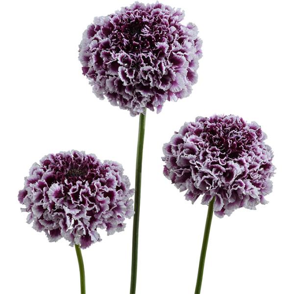 ★入荷から日数が経ったためセール価格となりました。商品の状態は画像と異なる場合があります。★人気のスカビオサの切り花品種、スクープシリーズ。暑さ、寒さにとても強く、カラフルでポップな花色が目を惹きます。高さを魅せる花壇にも、花をカットして切...