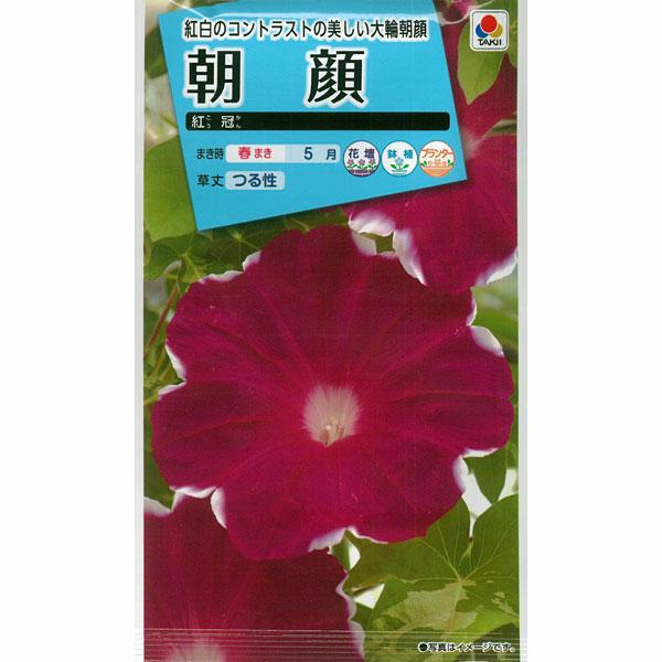種　タネ　朝顔の中で最も大輪に改良された蝉葉系の品種で、紅色に深い白覆輪の花が咲きます。※詳しい商品説明は下のほうに記載があります