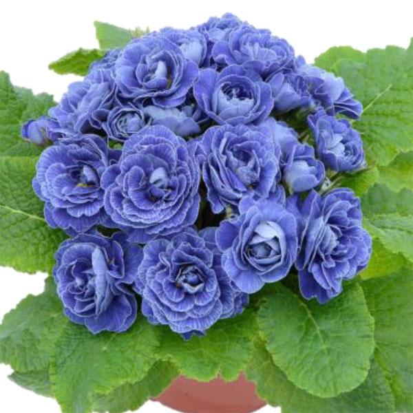 NHK趣味の園芸26年2月号掲載 見るものを魅了する華やかな完全八重咲き！ヨーロッパで大人気の最新プリムラ　耐寒性に優れ強健です。イングランドの育種家デビッド・カーリーによって作出された、完全八重咲きのプリムラ、ベラリーナシリーズ。こんもり...