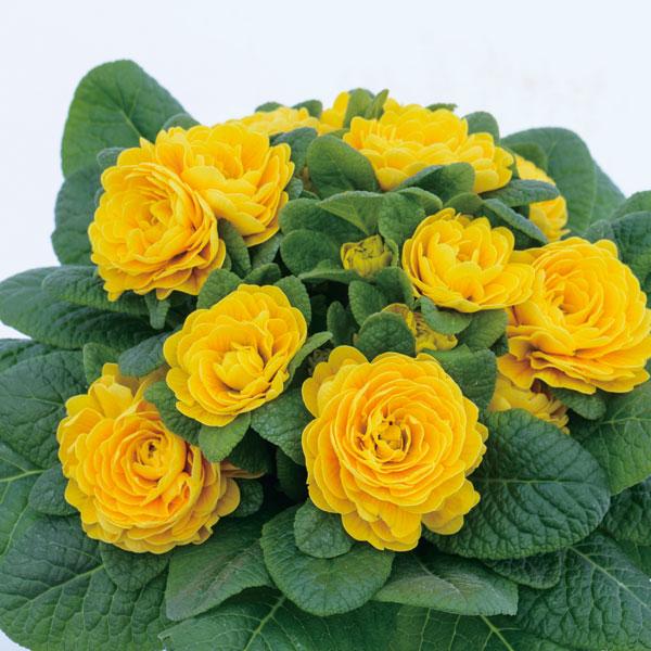 NHK趣味の園芸26年2月号掲載 見るものを魅了する華やかな完全八重咲き！ヨーロッパで大人気の最新プリムラ　耐寒性に優れ強健です。イングランドの育種家デビッド・カーリーによって作出された、完全八重咲きのプリムラ、ベラリーナシリーズ。こんもり...