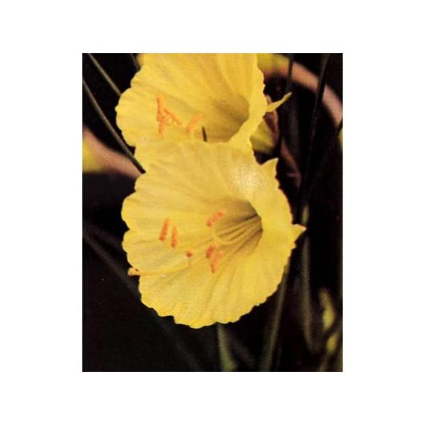 ★入荷から日数が経ったためセール価格となりました。商品の状態は画像と異なる場合があります。★草丈も花もかわいい、ミニチュア水仙。新潟県で交配育種された品種です。1茎1花で、花弁が小さく針状となり、副花冠がロート状の独特の花形をしています。葉...