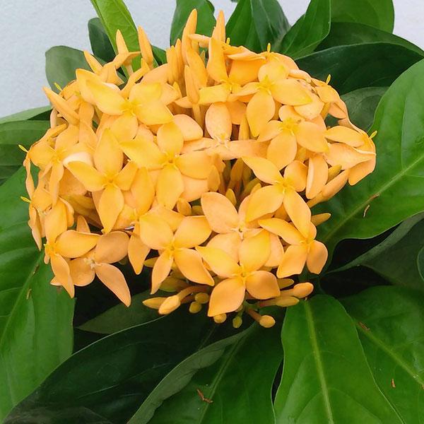 光沢のある葉に明るいゴールデンイエローの花を咲かせるサンタンカ。南国気分満点の夏の花です。高温多湿と日差しが大好きな植物なので、夏の玄関まわりの鉢花として最適です。開花期間が長いので、春先や晩秋など気温が低い時期は屋内で管理してください。切...