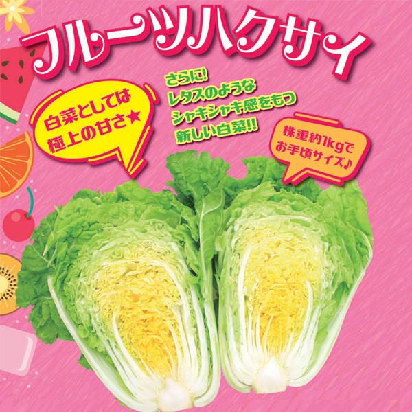 【発売日：2026年08月27日】白菜としては極上の甘さ。さらにレタスのようなシャキシャキ感を持つ新しい白菜。株重量約1kgとお手頃サイズ。定植後60〜80日頃から収穫可能です。※詳しい商品説明は下のほうに記載があります