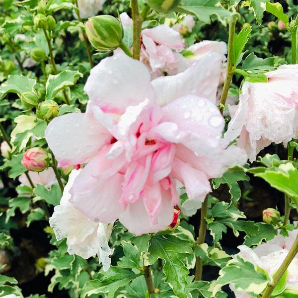ムクゲは夏を彩る代表的な花木で、ハイビスカスの仲間。初夏から長期にわたり、夏空に向かって鮮やかに開花します。シュガーディップは、アメリカ・ミズーリ州で発見された白斑入り葉の八重咲品種です。花はソフトピンクで花弁数が多く、花もちが良い品種。庭...