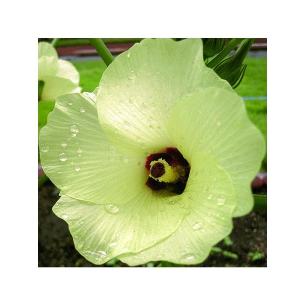 ねばねば野菜は暑さに強く育てやすい！！珍しい！花を食べるオクラ！！花が美味しい野菜です。別名「とろろあおい」と呼ばれ、とろろ昆布のようなねっとりした食感で美味しくいただけます。生でサラダとしてドレッシングをかけても美味しく、さっと湯がいて三...
