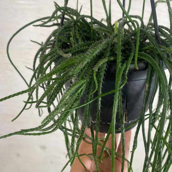 ニチドリさんは愛知県渥美半島で観葉植物の生産者で、品質と仕立てにこだわった植物を作られています。こだわりを持って育てられた植物たちはインテリアに自然の癒しをプラスし、暮らしを豊かに彩ります。不思議な草姿が目を惹くリプサリスです。長く垂れ下が...