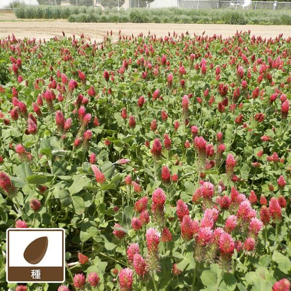 耐寒性のあるクリムソンクローバの早生種です。 窒素固定作用により土壌を肥沃にするので緑肥に最適。※詳しい商品説明は下のほうに記載があります