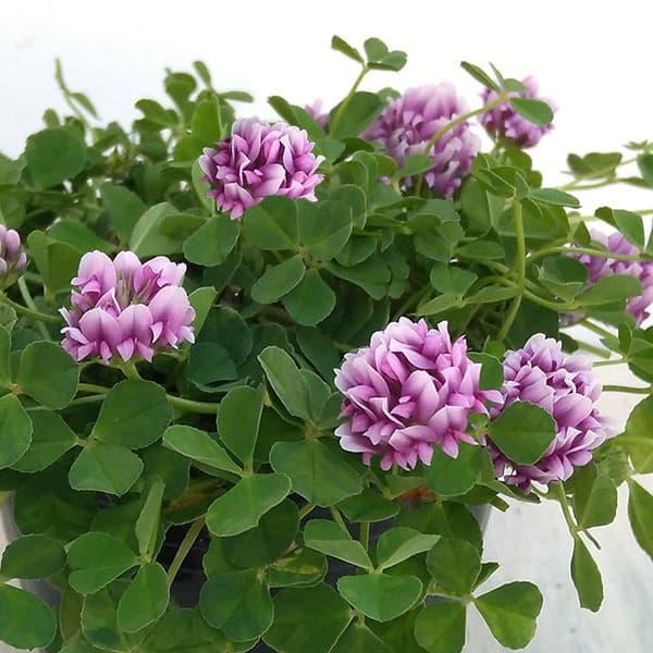 とてもかわいらしいクローバーです。花色は紫がかったで、花弁の先だけ白くアクセントがつきます。花つきがよく草丈がコンパクトですので、グランドカバーはもちろん、コンテナでの寄せ植えや小鉢仕立てに向きます。地面を這うように広がり花をたくさん咲かせ...