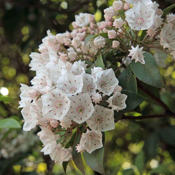 ツツジの仲間 ★入荷から日数が経ったためセール価格となりました。商品の状態は画像と異なる場合があります。★カルミアはアメリカ原産のシャクナゲの仲間で、5〜6月に茎頂に星型の可愛い花を多数咲かせます。庭木や鉢植えにも適し、開花期が1ヶ月以上と...