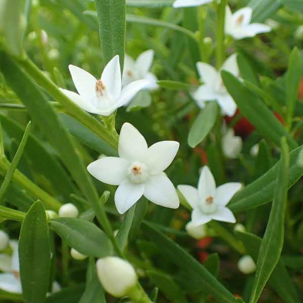 ★開花終了株のため特価です★サザンクロスはオーストラリア原産の常緑低木で、初夏から翌春にかけて星型のかわいい花を咲かせます。鉢植えで冬から春に室内の鉢花として楽しみますが、暖地では、地植えも可能です。丈夫で育てやすい品種です。※詳しい商品説...