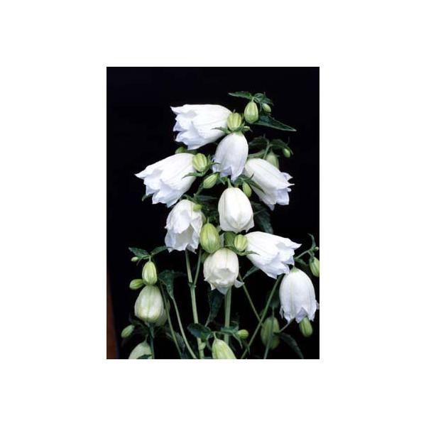 ホタルの飛び交う頃に花をつける、子供がホタルを袋状の中へ入れ光らせて遊んだことなどからホタルブクロの名前がついたと言われています。茶花や切花にもでき、丈夫でカンパニュラの中では育てやすい山野草ですのでビギナーの方にもおすすめです。コンテナや...