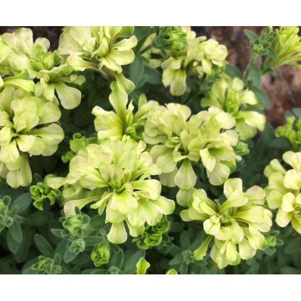 シックカラーの秋色ペチュニア・人気の湘南ヴェルデの姉妹品種 湘南リプルは、人気品種湘南ヴェルデの育種で知られるガルテン湘南さんのオリジナル品種。 アンティーク調のカラーの限定生産品種です。自由に展開する花びらが印象的です。ウーヴァは今年の新...