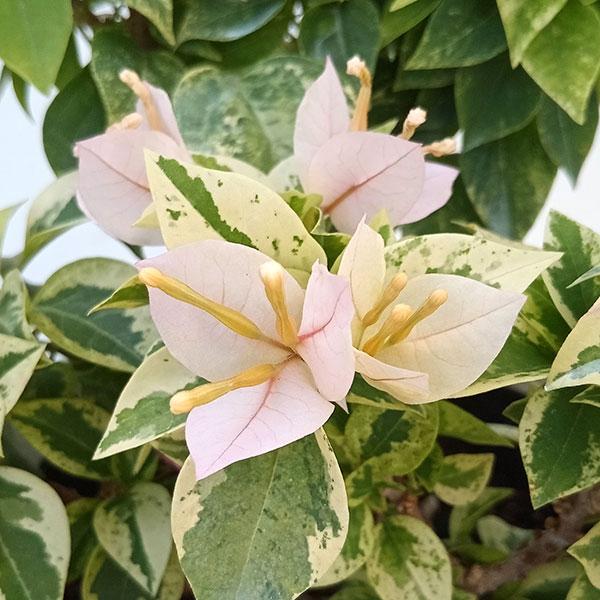 ★葉の斑がごくわずか、または全く見られない株のためため特価です★夏から秋までずっと明るい花を咲かせる、南国の花ブーゲンビリア。「こなつシリーズ」は花も葉も小さく愛らしい品種。小さな花が房になり次々に咲き続けます。開花期が長いのが特徴で、春か...