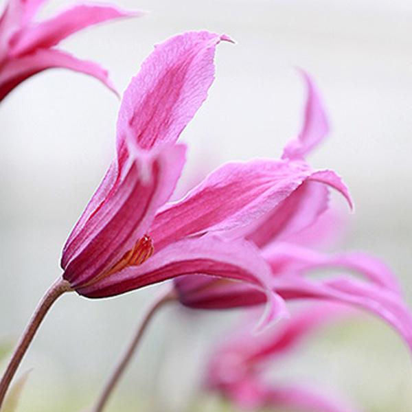 ★葉に痛みがあるため特価となっています・切り戻し株となる場合があります★花は深みのある赤紫色。枝の充実具合や光の当たり具合によっては赤味を強く感じたり、ピンクを強く感じたりし、グラデーションが美しい。強い光の下でも色あせしにくく、見栄えの良...