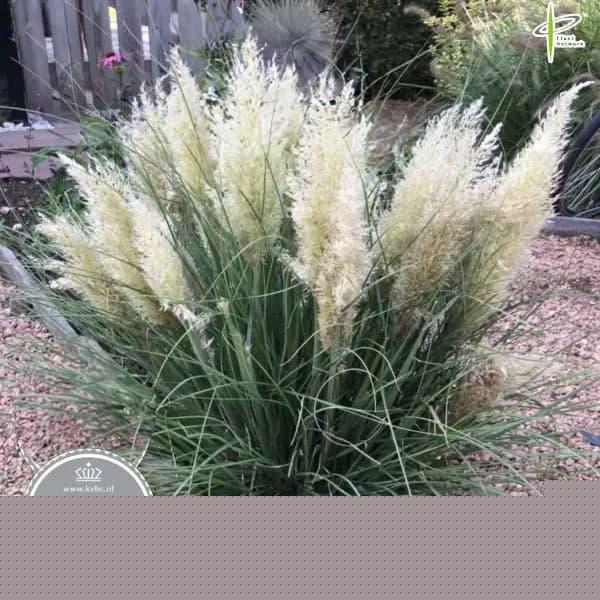 タイニーパンパスは、プミラよりもさらに小型のミニパンパス。わい性種のパンパスグラスです。花つきがとてもよく、このサイズの株でも開花します。夏の終わりから秋にシルバーがかった淡い黄色の円錐花序をつけます。ふさふさした穂が秋風にゆれて雄大な景観...