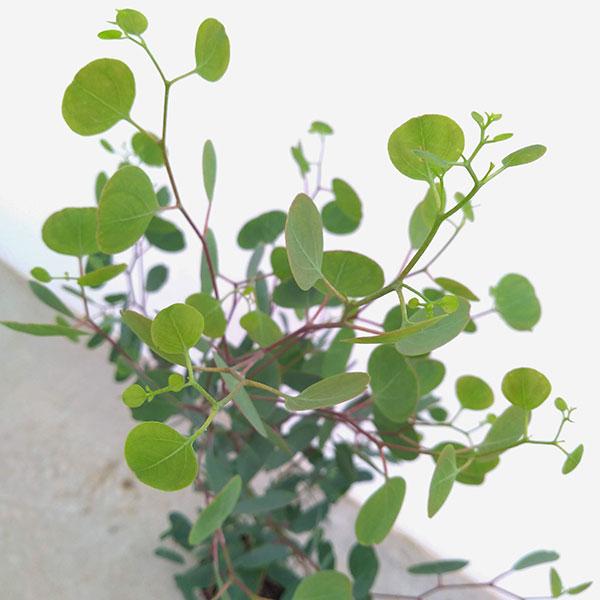 切り花にも向くポポラス・ハートリーフユーカリ・シルバーダラーガム ポリアンセモスはハートのような形の葉で人気のユーカリ。ポポラス、シルバーダラーガム、ハートリーフユーカリと呼ばれることもあります。成長するとたくさんの花（蕾）をつけ、蕾付の枝...