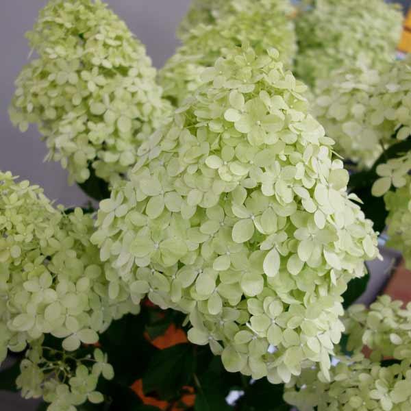 ノリウツギはアジサイの1種、日本原産の初夏の花です。ライムライトは長さ20〜30cm、幅20cmの巨大な円錐状の花穂全体が装飾花で、とても美しい園芸品種です。はじめはライムがかった花房が、次第に白く輝くような色合いに変化します。普通のアジサ...