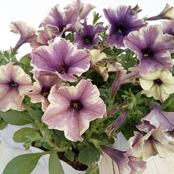 アンティークカラーの個性的な花色が特徴のペチュニア。※詳しい商品説明は下のほうに記載があります